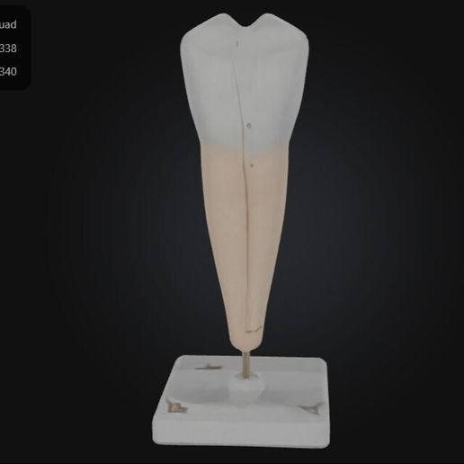 Archivo STL 3D Model of Lower Canine Tooth 🦷 ・Objeto imprimible en 3D ...