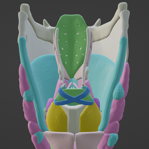 STL file COMPLETE LARYNX ANATOMY WITH ARTERIES, VEINS, VAGAL NERVES ...