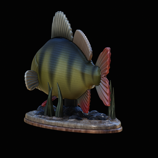 🐠 fish perch / Perca fluviatilis statue underwater detailed texture for ...