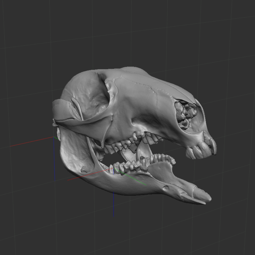 kangaroo teeth skull