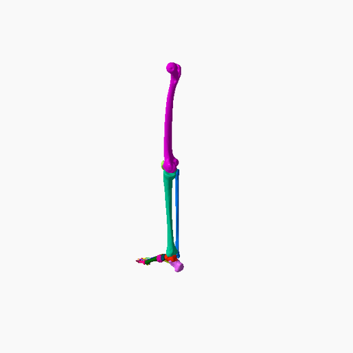 3D file SKELETON OF RIGHT LOWER LIMB 3D SEGMENTED 32 PARTS 💀 ・3D print ...