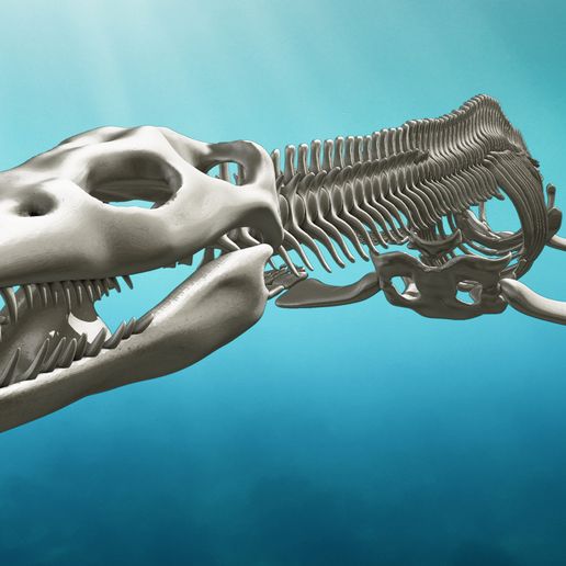 💀 Plesiosaurus: Complete skeleton・ STL File for 3D printing and CNC ...