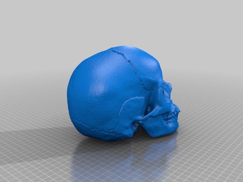 Free 3D file Life-size Human Skull・3D printing template to download・Cults