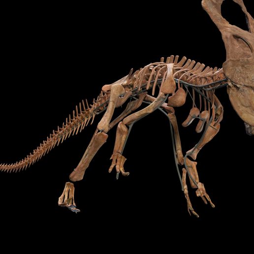 protoceratops skeleton 3d
