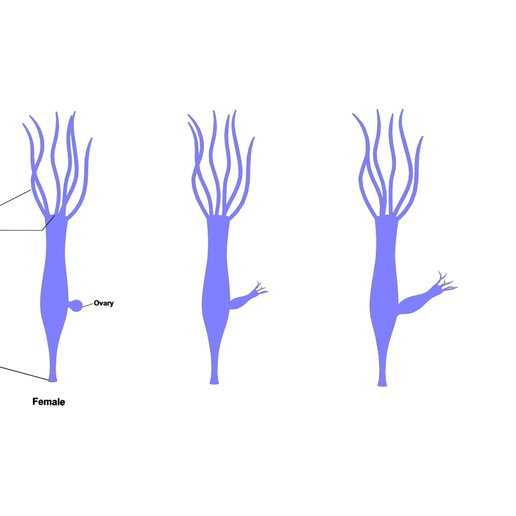 🏳️‍⚧️ Hydra Gender and Ovary Stages・ 3D File for ・Cults