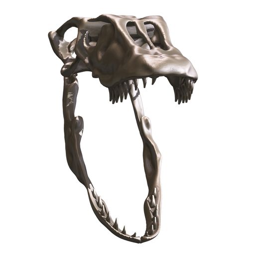 Fichier STL Megalania crâne 🐉 (OBJ)・Design pour imprimante 3D à ...