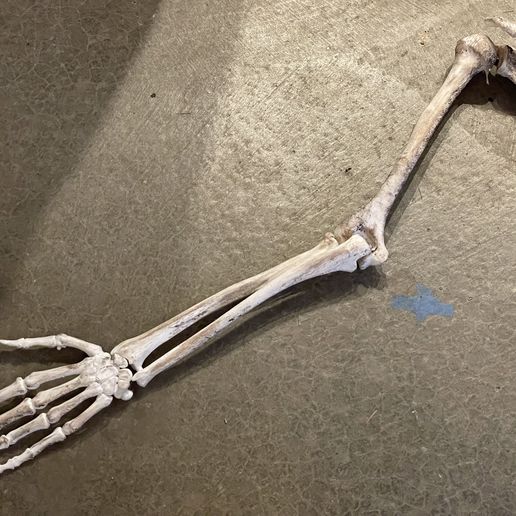 3D print HR Segmented Left upper limb bones, Hand, Arm and Shoulder ...