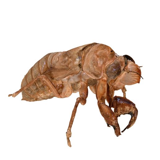 Fichier STL Cicada Shell Meimuna Opalifera BEETLE Blaps Mortisaga ...