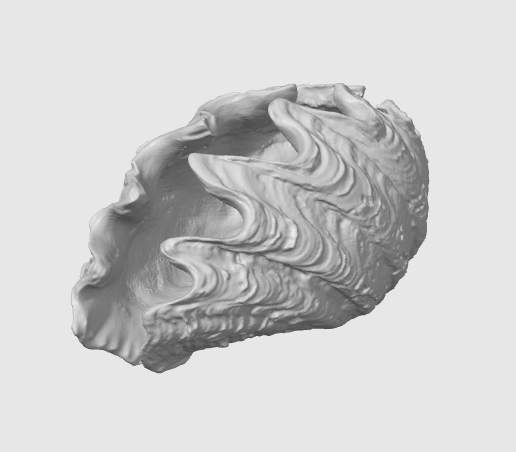 🌊 Giant Clam・ STL File for ・Cults