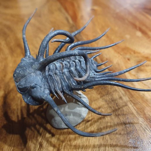 trilobite 3d