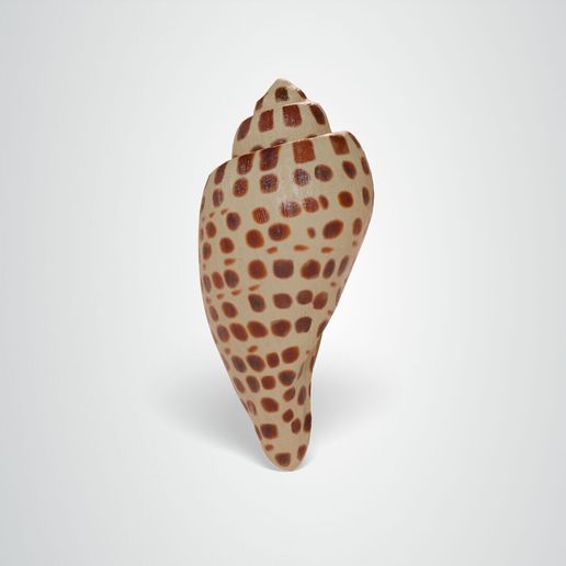 🐚 Junonia Shell・ STL File for 3D printing・Cults