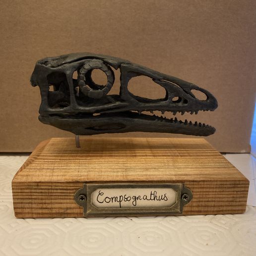 3D printed Compsognathus longipes skull • made with Flsun 400・Cults