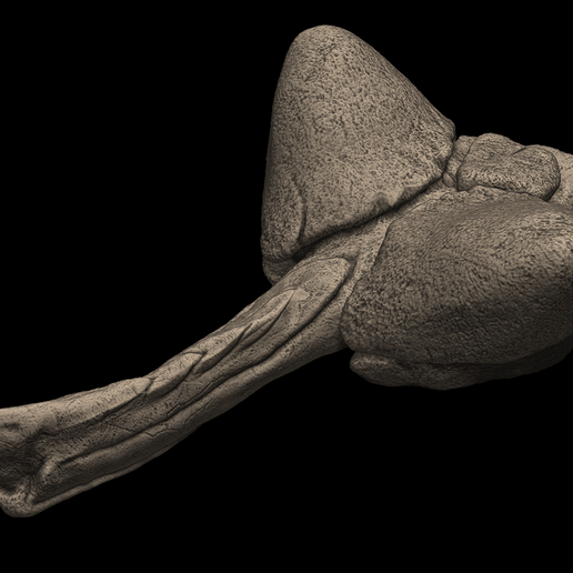 🦴 Anodontosaurus Tail Bone 3D print model・ STL File for 3D printing・Cults