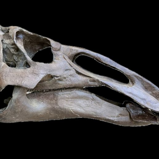 3D printer 1/2 scale Edmontosaurus skull • made with neptune 3 pro・Cults