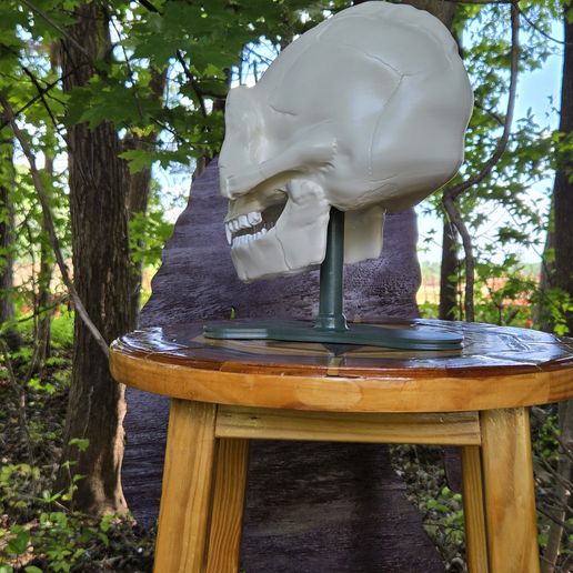 💀 Bigfoot Skull Hide-and-Seek Trophy :-)・ STL File for 3D printing・Cults