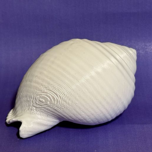 🐚 scanned Shell #01・free STL file for 3D printing・Cults
