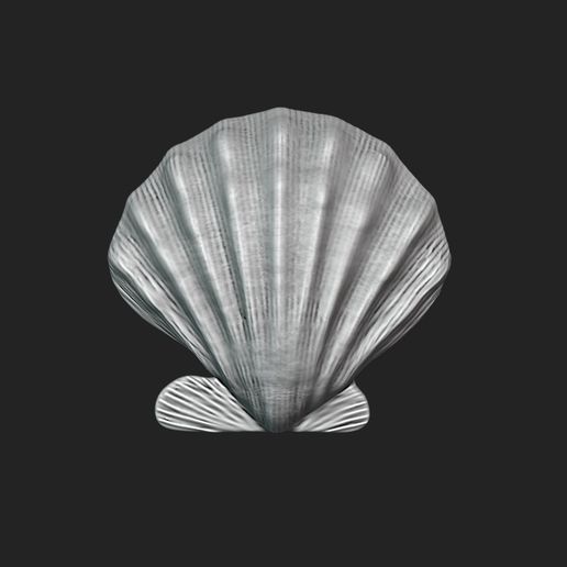 🐾 Giant Lion’s Paw Shell - 3D Printable Seashell Model・ 3D File for 3D ...