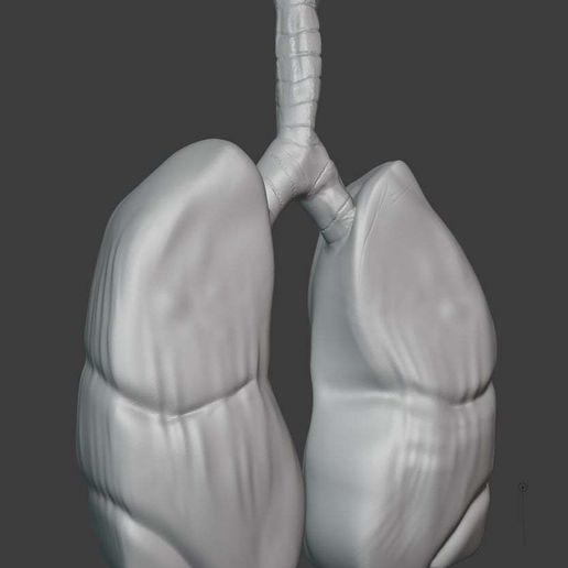 🫁 Realistic looking lungs・Free STL File for ・Cults