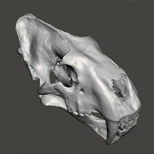 🐱 Sabertooth cat Homotherium skull・ STL File for ・Cults
