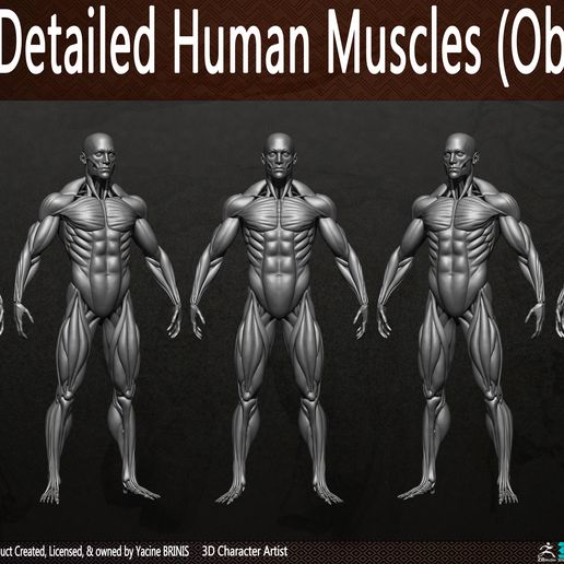 ♂️ Highly Detailed Human Muscles (Male)・ 3D File for 3D printing・Cults