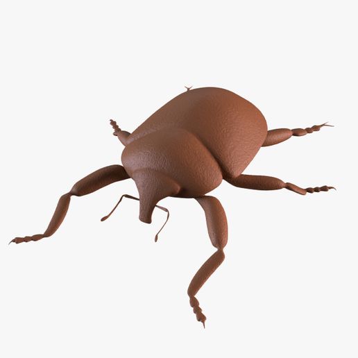🐛 Weevil(Echinodera hypocrita)・ STL File for 3D printing・Cults