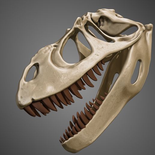 💀 Torvosaurus skull・ STL File for 3D printing・Cults