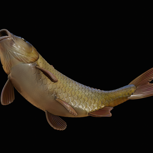 🎏 CARP / CYPRINUS CARPIO open mouth in motion fish model for 3D ...