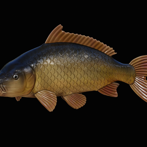 🎏 CARP / CYPRINUS CARPIO open mouth in motion fish model for 3D ...