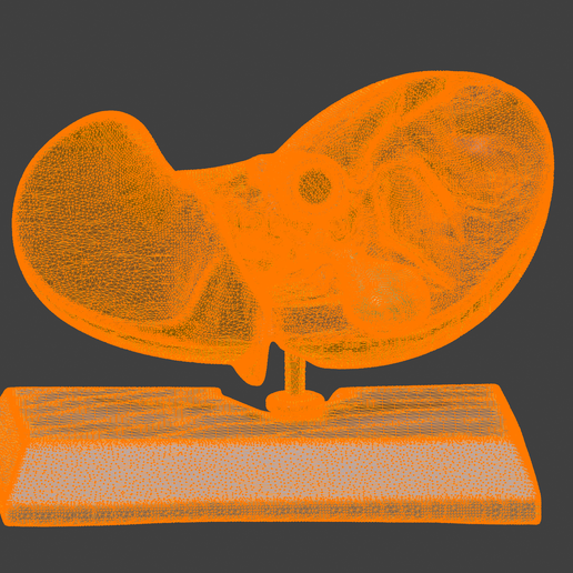 💊 3D Model of Human Liver Anatomy v3・ STL File for 3D printing・Cults