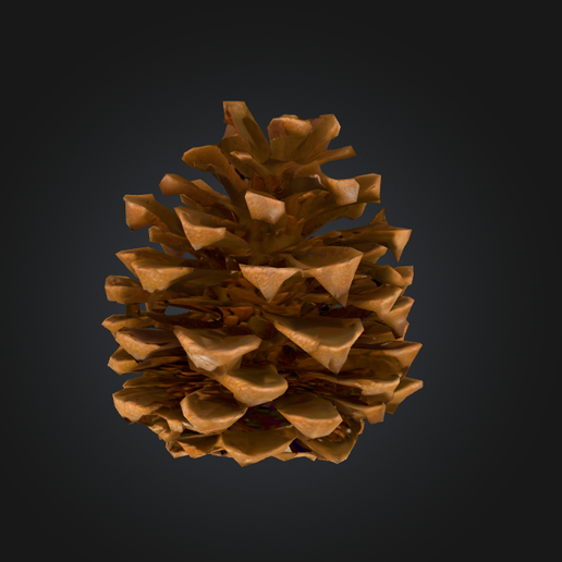 pine cone printing