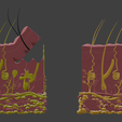 🩻 3D Model of Skin Anatomy・ STL File for 3D printing・Cults
