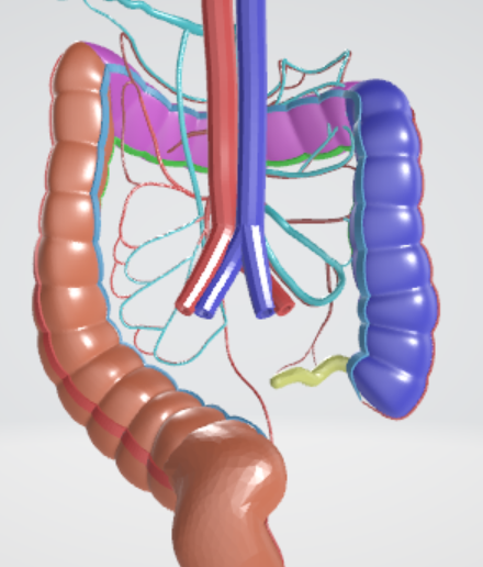 🎒 3D colon model with mesenteric artery and vein, portal vein ...
