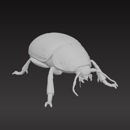 STL file scarab 🐛 ・3D print model to download・Cults