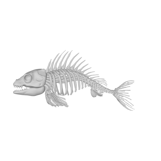 skeleton tropical fish