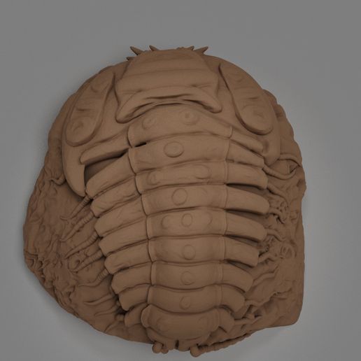 🦖 Trilobite・ STL File for ・Cults