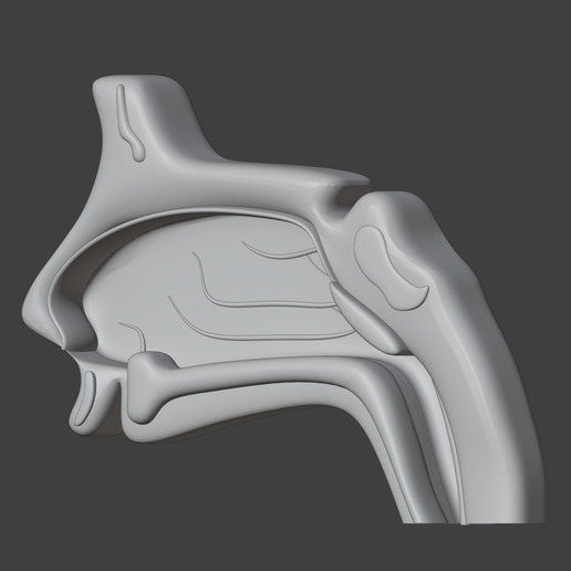 👃 3D Model of Nose Anatomy・ STL File for 3D printing・Cults