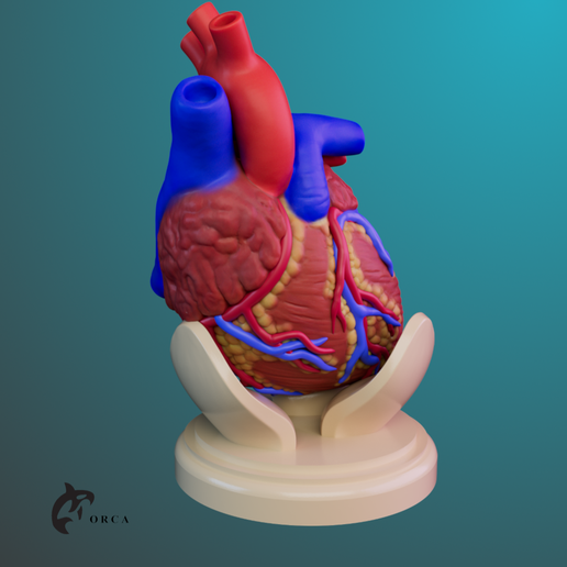 💜 Heart Anatomy For Education・ STL File for 3D printing・Cults