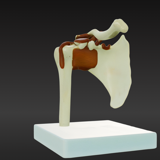 STL file 3D Joint Anatomy Model with Stand 💊 (OBJ)・3D printer model to ...