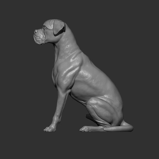 STL file Boxer dog sitting 3D print model 🐕 (OBJ)・Design to download ...
