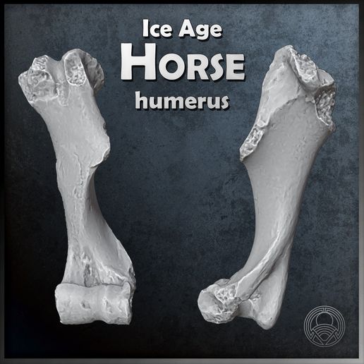 🧊 Ice Age Horse Humerus・ STL File for 3D printing・Cults
