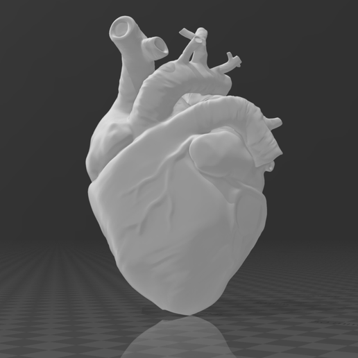 💜 Human heart・Free 3D File for ・Cults