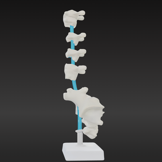 💊 3D Vertebrae Anatomy Model with Stand v4・ STL File for 3D printing・Cults