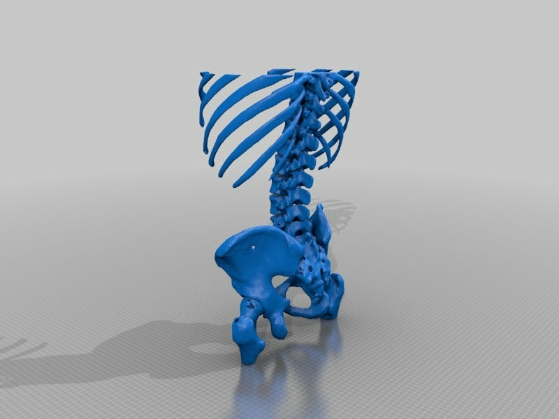 Download free STL file Thorax and Pelvis Real CT Scan (male) • 3D print ...