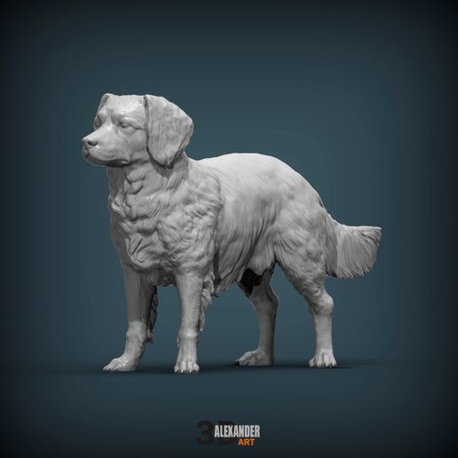 STL file dutch kooiker dog 3D print model 🐕 (OBJ)・3D printer model to ...