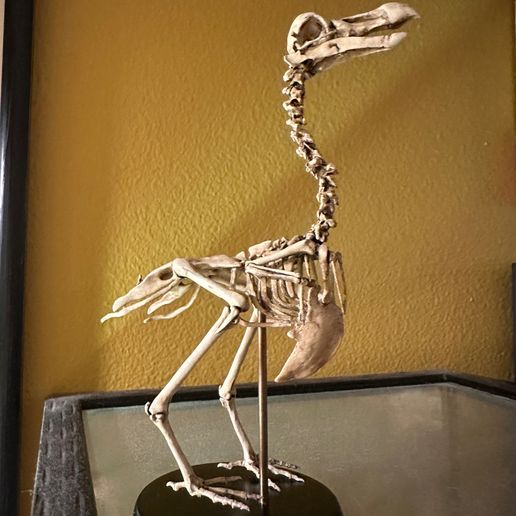 dodo bird skeleton stl