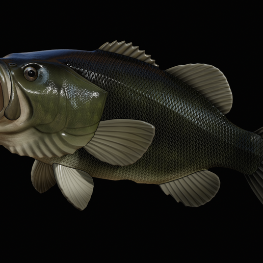 🐠 fish Largemouth Bass / Micropterus salmoides trophy statue detailed ...