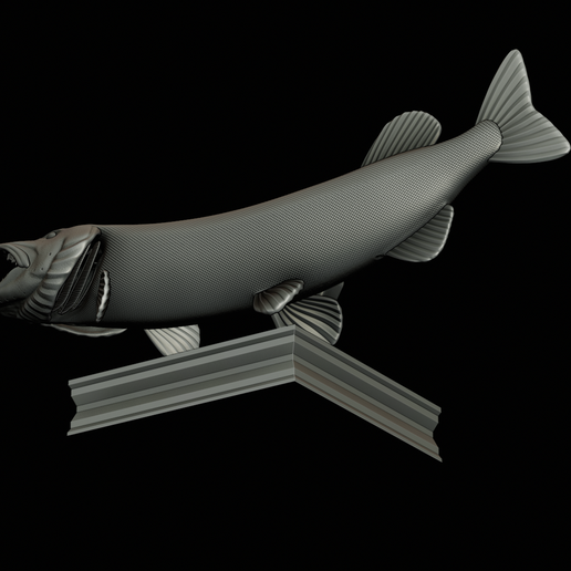 STL file fish pike muskellunge muskie / Esox masquinongy in motion 2 ...