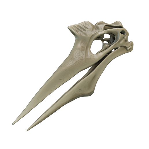💀 Quetzalcoatlus skull・ STL File for 3D printing, CNC machining - Laser ...