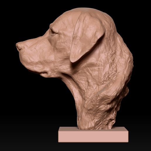 STL file Labrador Retriever - Dog Bust 🐕 (OBJ)・3D printer design to ...