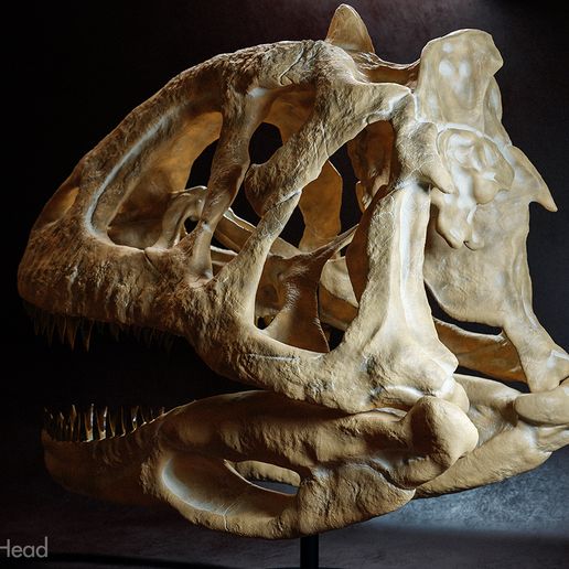rajasaurus skull